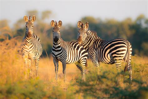 World Wildlife Day 2023 Global Conservation Corps