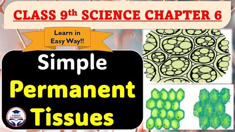 Simple Permanent Tissues Tissues Class Science Chapter