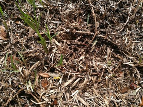 New Floratam St Augustine Sod Dying Fungus