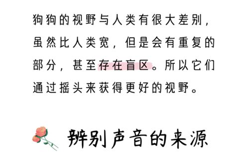 把铲屎官迷得七晕八素的“歪头杀”，狗狗只是单纯的卖萌吗？习性维宠宠物导航网