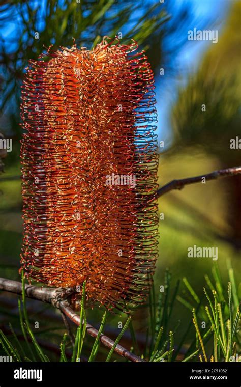 Close Up Of An Inflorescence Of The Heath Leaved Australian Banksia
