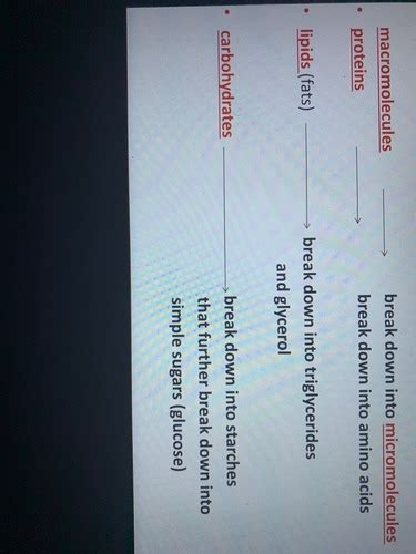 Digestive System Flashcards Quizlet