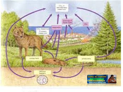 Sonu Academy Heterotrophic Nutrition Saprophyes Text