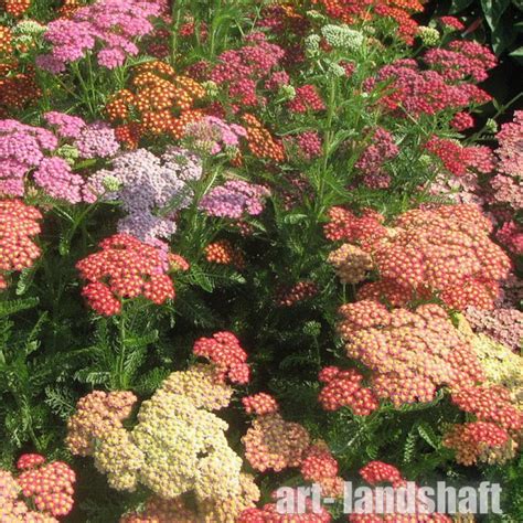 Тысячелистник обыкновенный "Summer Pastels" (Саммер Пастельс) - купить ...