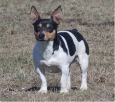 American Teddy Roosevelt Terrier Club Terrier Rat Terriers Smooth