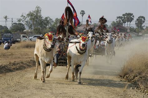 ကေမာၻဒီးယားတြင္ ႏွစ္သစ္ကို ႀကိဳဆိုရန္ ႏြားလွည္းၿပိဳင္ပြဲ က်င္းပ