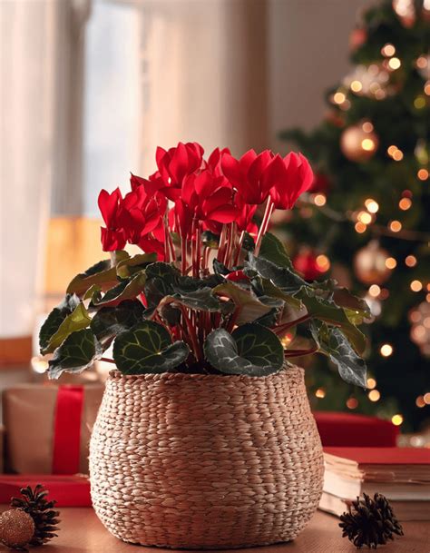 Dragon Fruit Plant Care The Complete Indoor Growing Guide