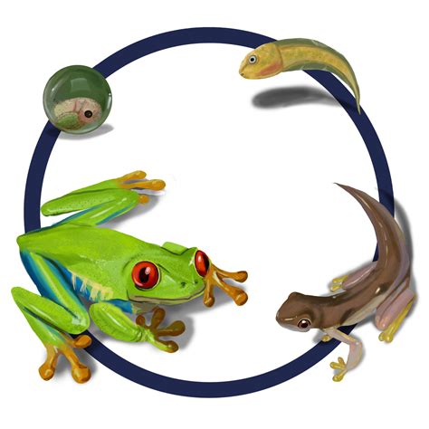 Red Eyed Tree Frog Life Cycle