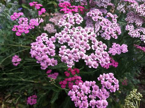 Easy To Grow Flowers Low Maintenance Perennials