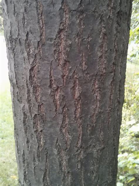 Basic Tree Tree Identification Regional And Community Forestry
