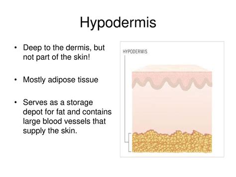 The Integumentary System Ppt Download