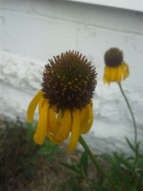 Echinacea Paradoxa Echinacea Flowers Garden