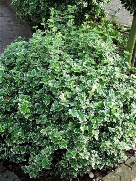 Бересклет Форчуна (Euonymus Stellata) "Emerald Gaiety" - «Feel Green»