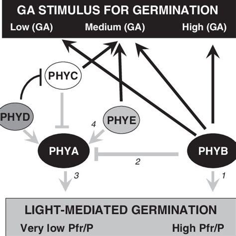 Model Of Phytochrome Action In Seed Germination Download Scientific