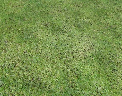 Unity Grass Texture Download Nrafetish