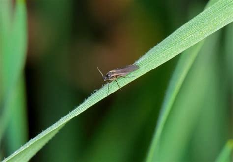 How To Get Rid Of Fungus Gnats Gardeners