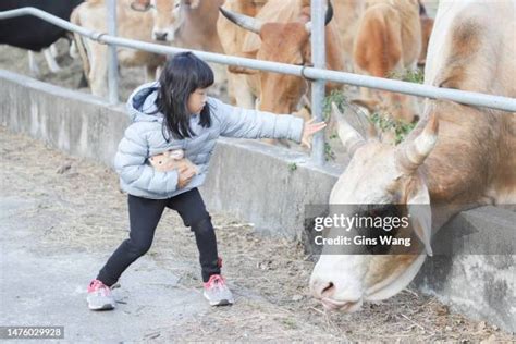 Asian Cow Girl Photos And Premium High Res Pictures Getty Images