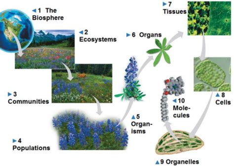 BIO CH1 Flashcards Quizlet
