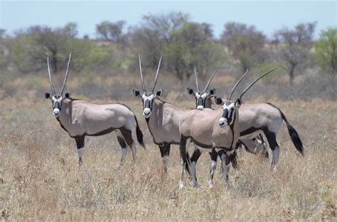 Wild Wonderful World An Overlanders Guide To The Central Kalahari