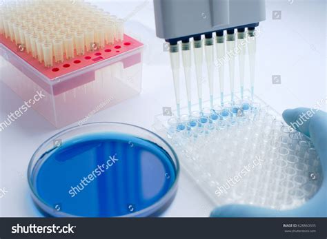 Scientist Working Multichannel Pipette Experimental Labboratory Stock Photo Shutterstock