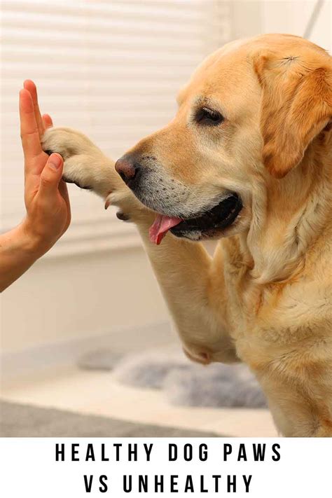 Wholesome Canine Paws Vs Unhealthy And How To Inform Them Aside