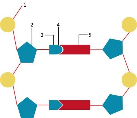 Given Below Is A Schematic Diagram Of A Portion Of Dna