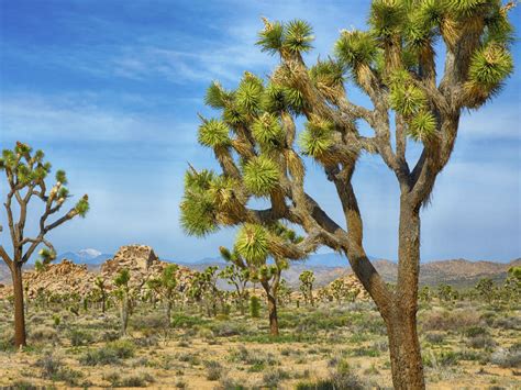 Yucca Brevifolia Joshua Tree World Of Succulents