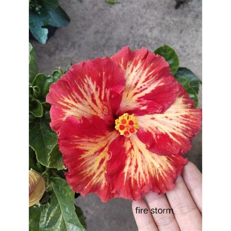 Top Rare Hibiscus Gumamela Flowers Luzon Only Shopee Philippines