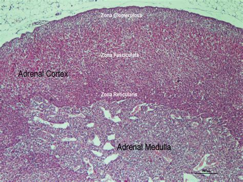 Chromaffin Cells Histology