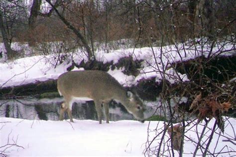 Enhancing Browse A Better Way To Feed Deer
