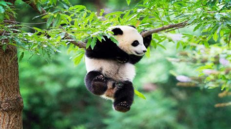 Tour Trung Qu C N Hcm Th Nh C U Tr I C U C Ng Vi N G U