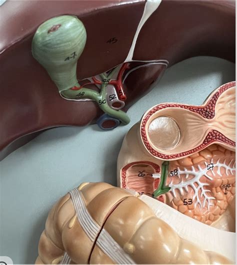 Accessory Organs Model Diagram Quizlet
