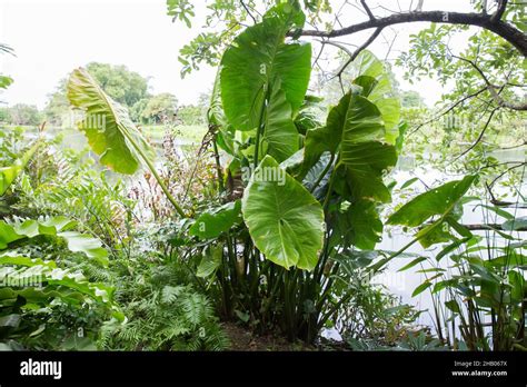Elephant Ear Plant Growing In A Tropical Garden Focus Selective Stock