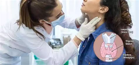 Thyroid Gland Position In The Body Shape Hormones Secreted By The Gland And Functions