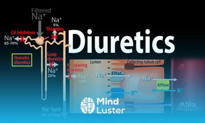 Learn Diuretics Mechanism Of Action Of Different Classes Of Diuretics