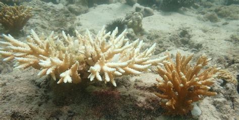 Ratu Rabeka Drauna Posted On Linkedin