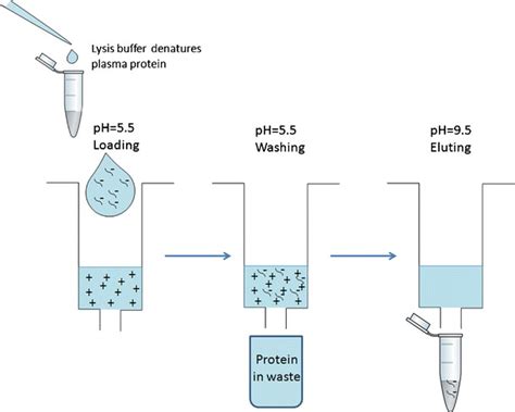 A One Step Solid Phase Extraction Method For Bioanalysis Of A Phosphorothioate Oligonucleotide