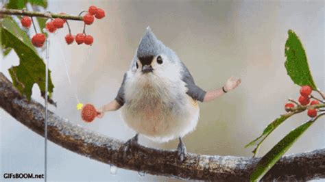 Birds With Arms S Find And Share On Giphy
