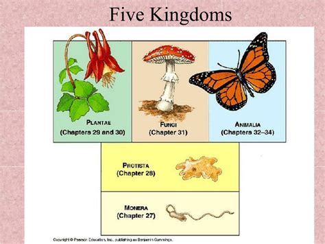 Biology 5 Kingdoms Of Living Things Classification Iberdrola In 2021