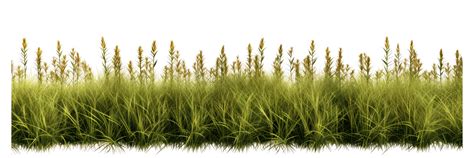 Yellow Grass Pngs For Free Download
