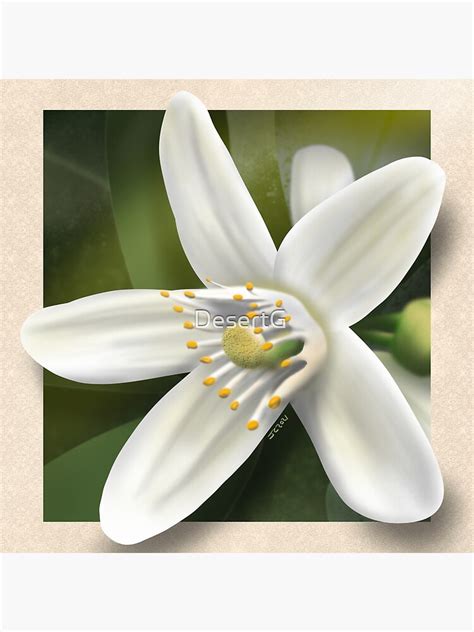 Orange Blossom Poster For Sale By DesertG Redbubble