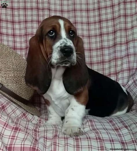Basset Hound Puppies For Sale Greenfield Puppies