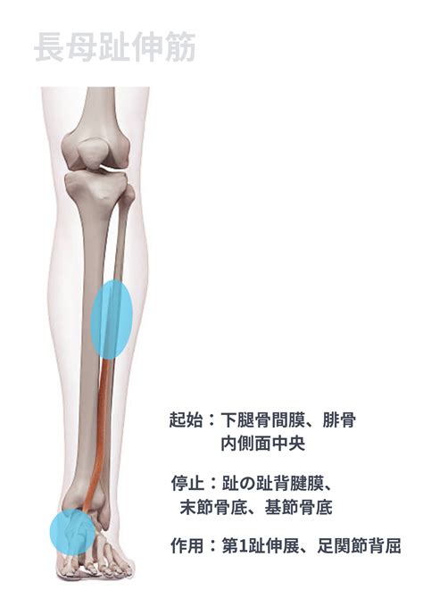 N Pilates Education