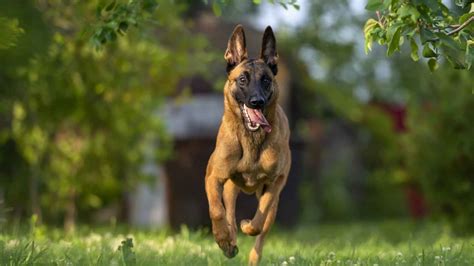 Los 10 perros más adorables que parecen pequeños osos Todo sobre tu
