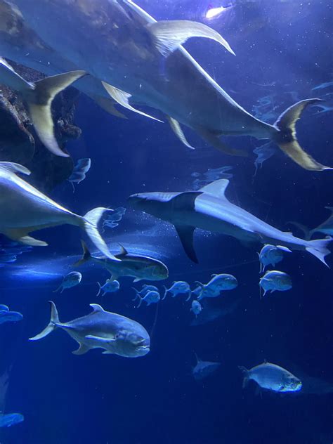 Aquarium Combined Object Detection Dataset V6 2023 06 26 1 08pm By Roboflow