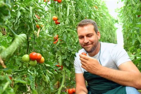 Farmer In Greenhouse Growing And Harvesting Tires Tomatoes For Sale