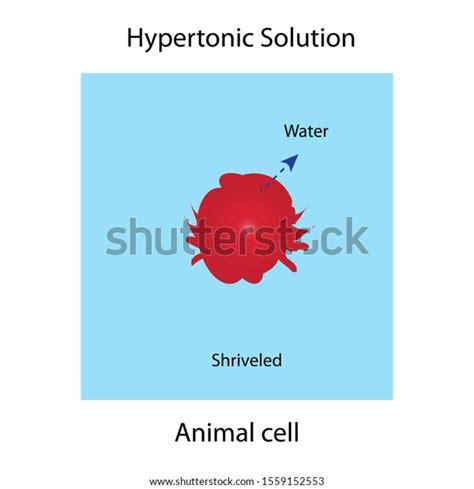 Hypertonic Animal Tissue Red Blood Cell Stock Illustration 1559152553