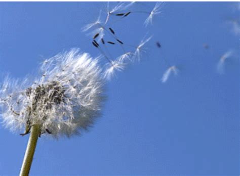 АХАХАХА ЕВЕ КАКО ОРЦЕ КАМЧЕВ ГО ПРАВИ НАРОДОТ МАЈМУНИ ОРКА ХОЛДИНГ ЈА ОПИШАЛ КАКО ГЛУВАРЧЕ КОЕ