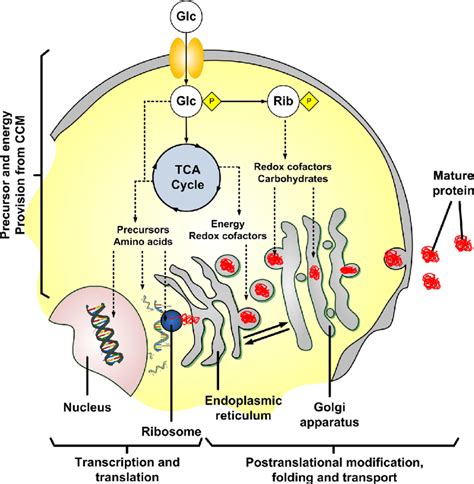 Major Connections Between Central Metabolic Pathways Providing