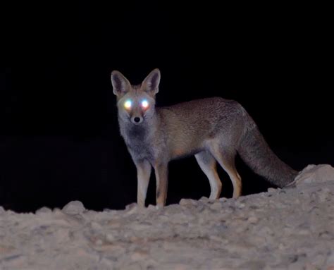 What Are Perimeter Intruder Detection Systems Pids And What Are The